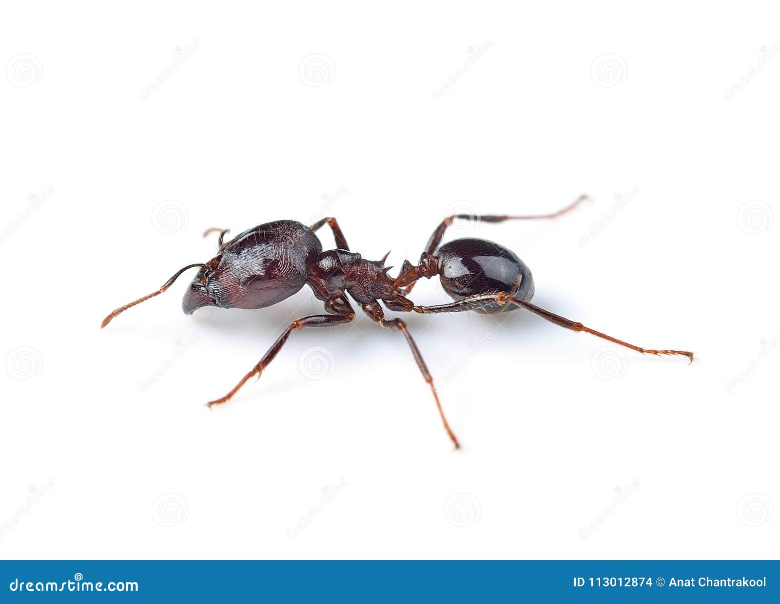 Formiga Preta No Fundo Branco Foto de Stock - Imagem de erro, antena ...