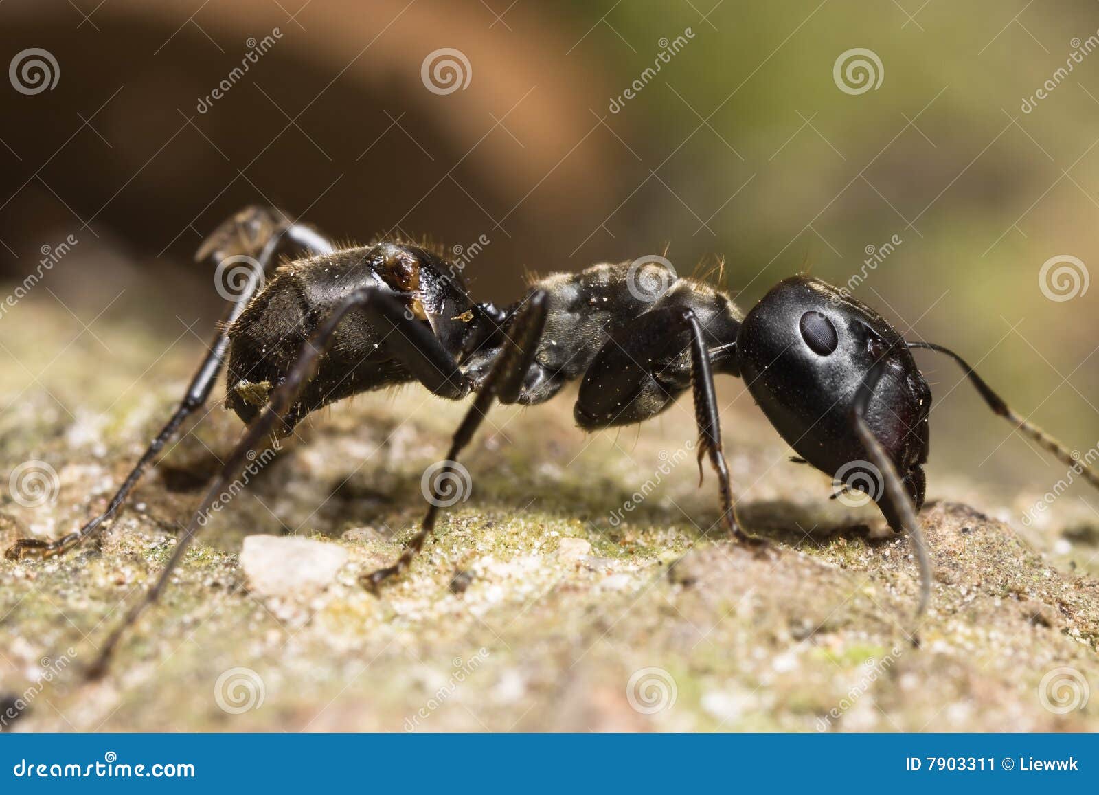 Formiga Principal Grande Preta Imagem de Stock - Imagem de insetos ...