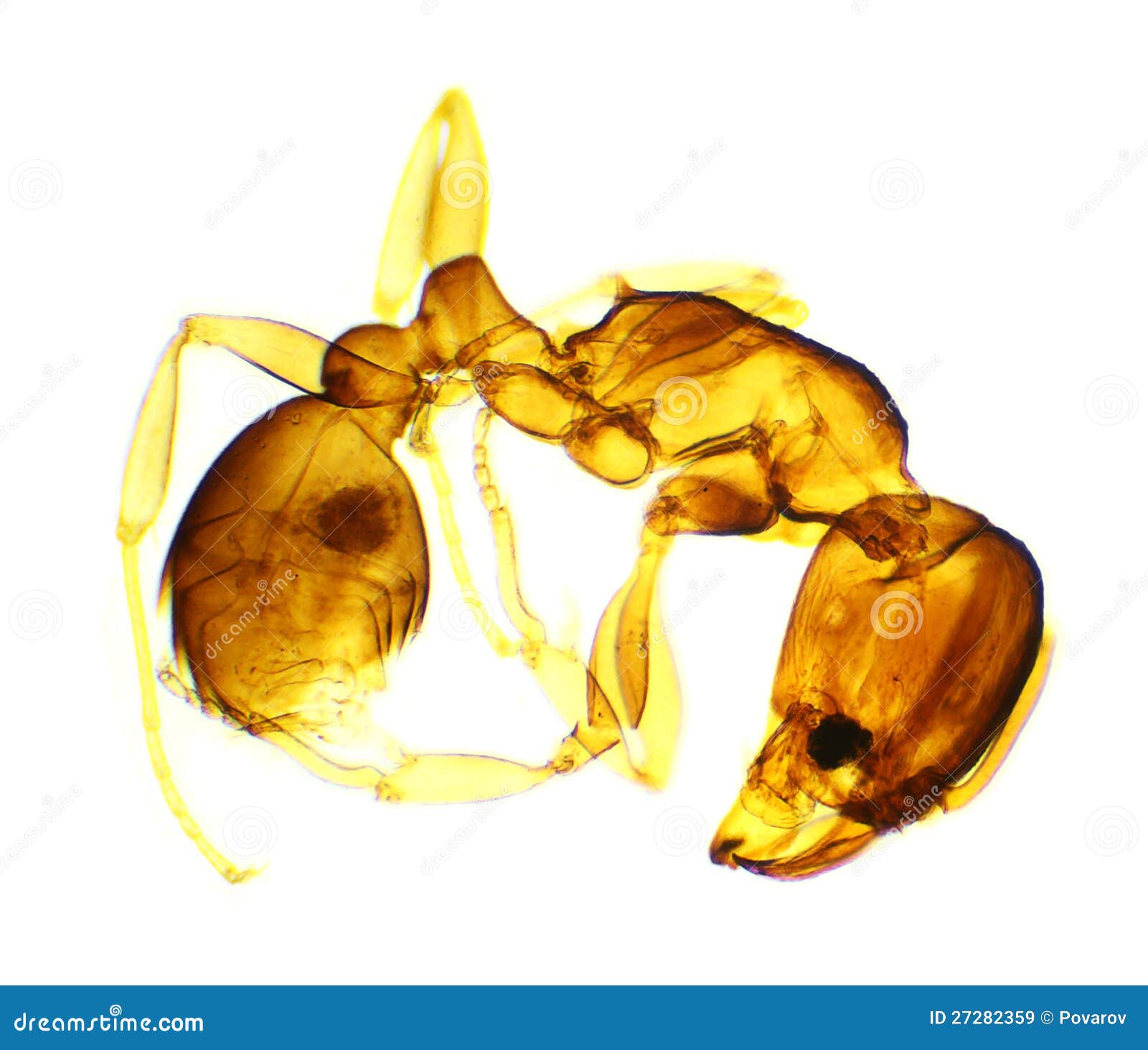 Formiga sob o microscópio imagem de stock. Imagem de anatomia - 27282359