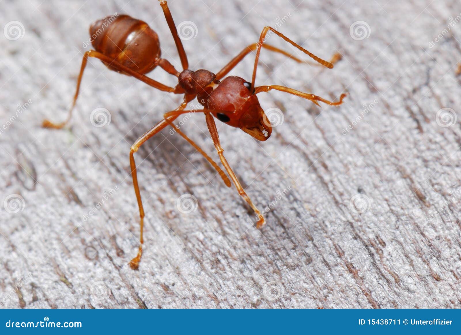 Formiga vermelha imagem de stock. Imagem de nationhood - 15438711