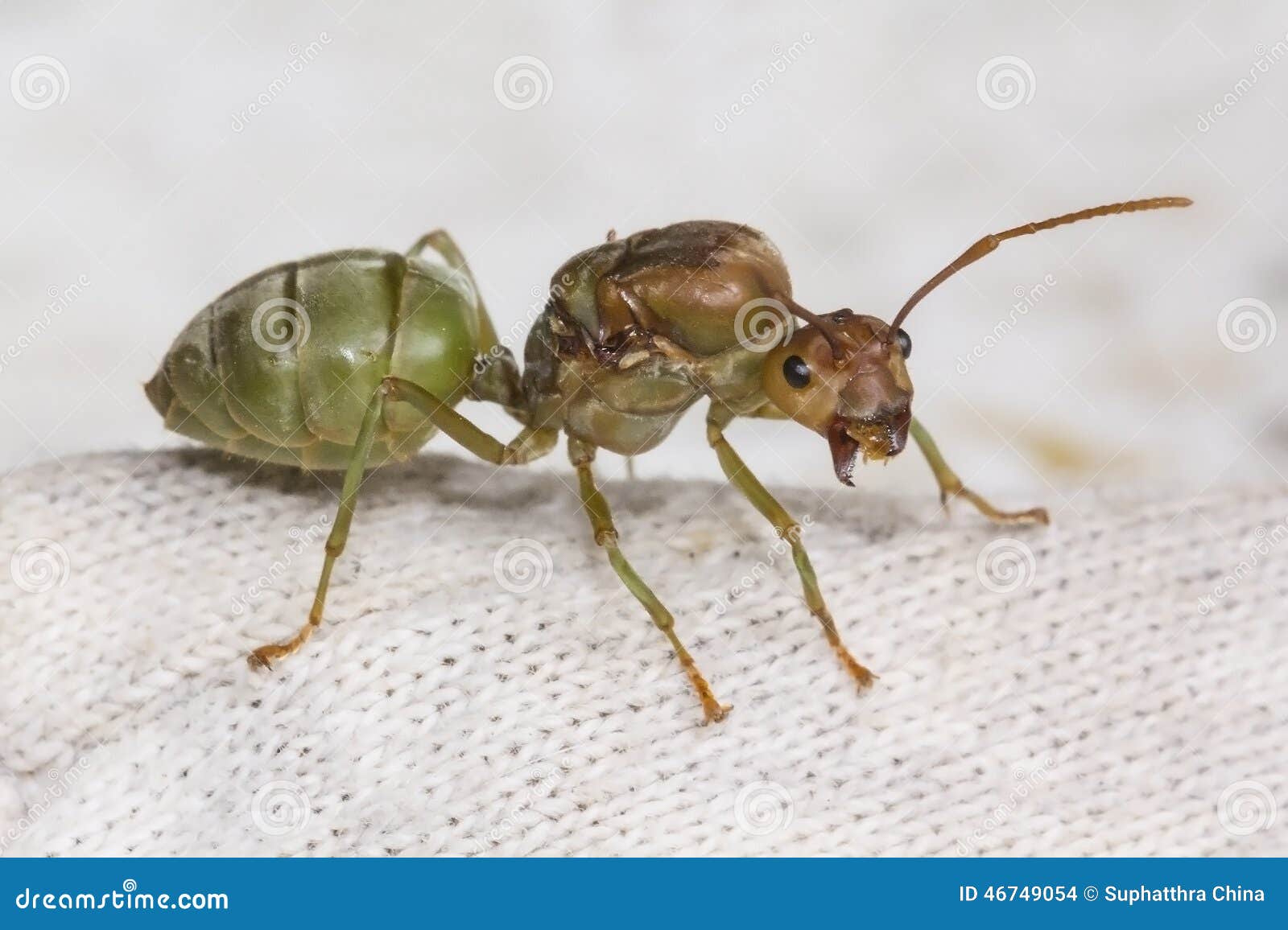 Formiga vermelha foto de stock. Imagem de tela, wildlife - 46749054