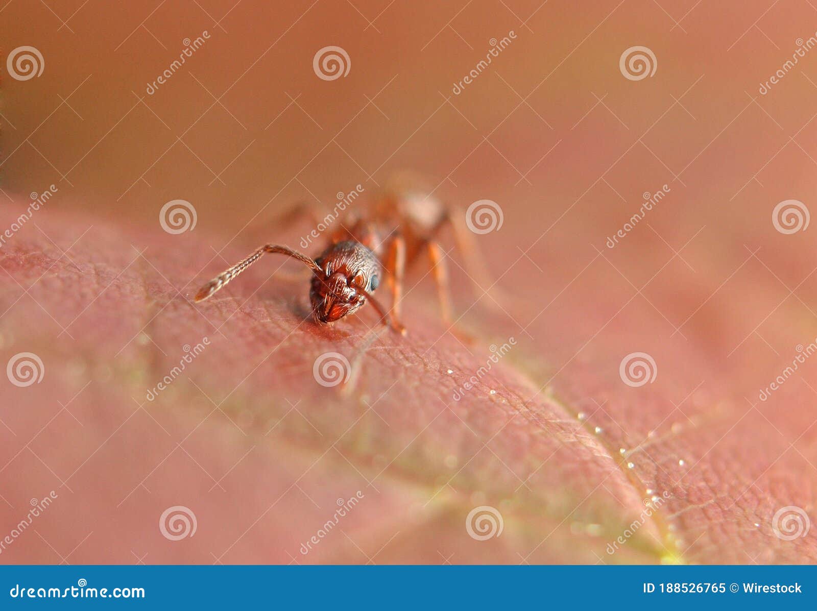 Formiga imagem de stock. Imagem de fotografia, naughty - 188526765