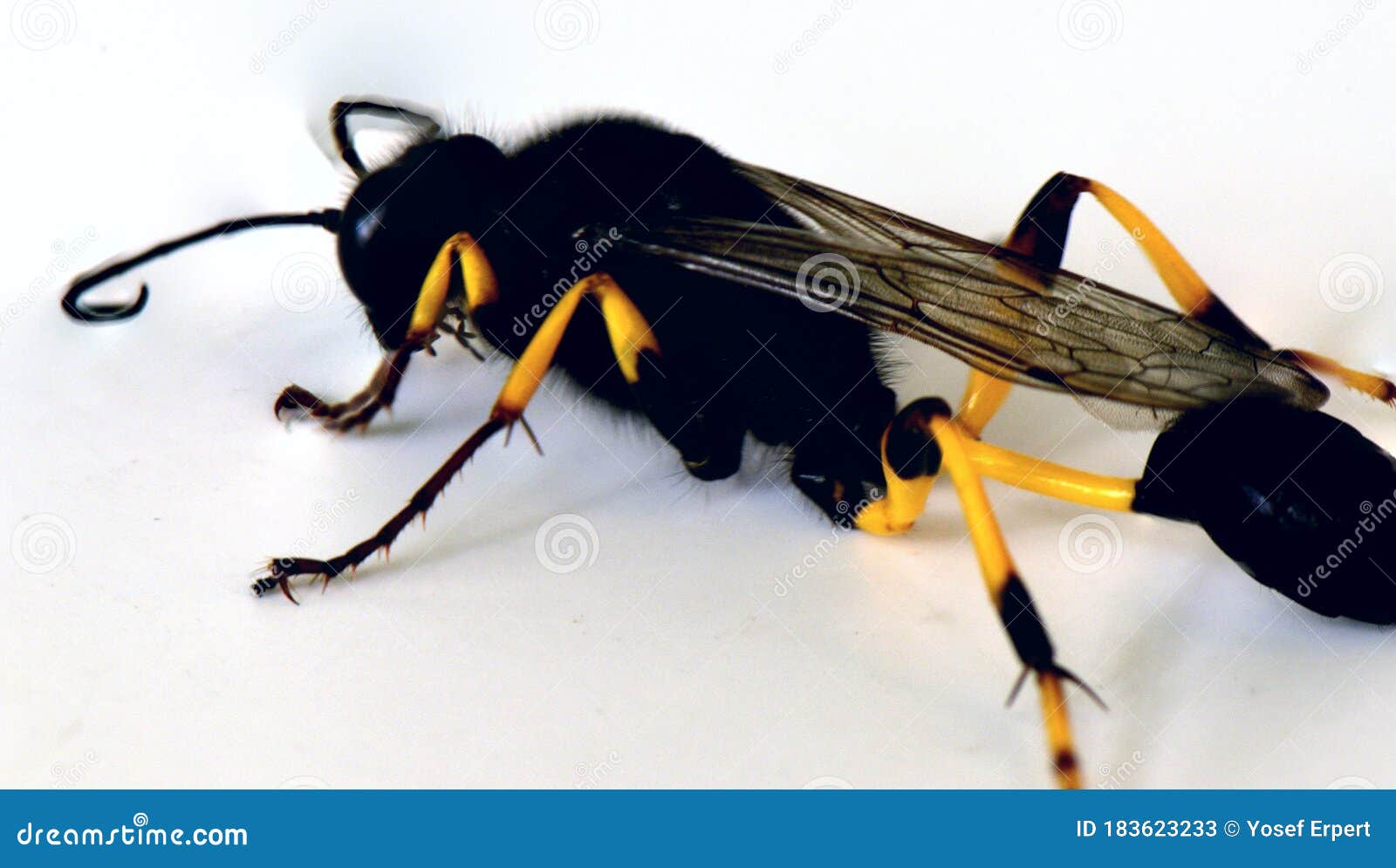 Formiga Voadora Sobre Fundo Branco Imagem de Stock - Imagem de nave ...