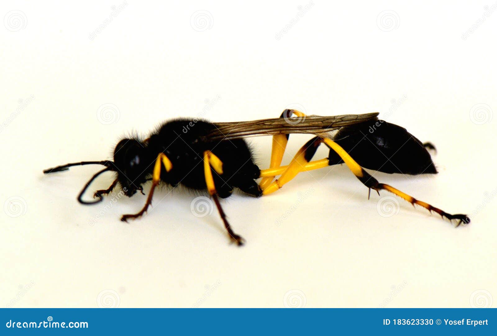 Formiga Voadora Sobre Fundo Branco Foto de Stock - Imagem de branco ...