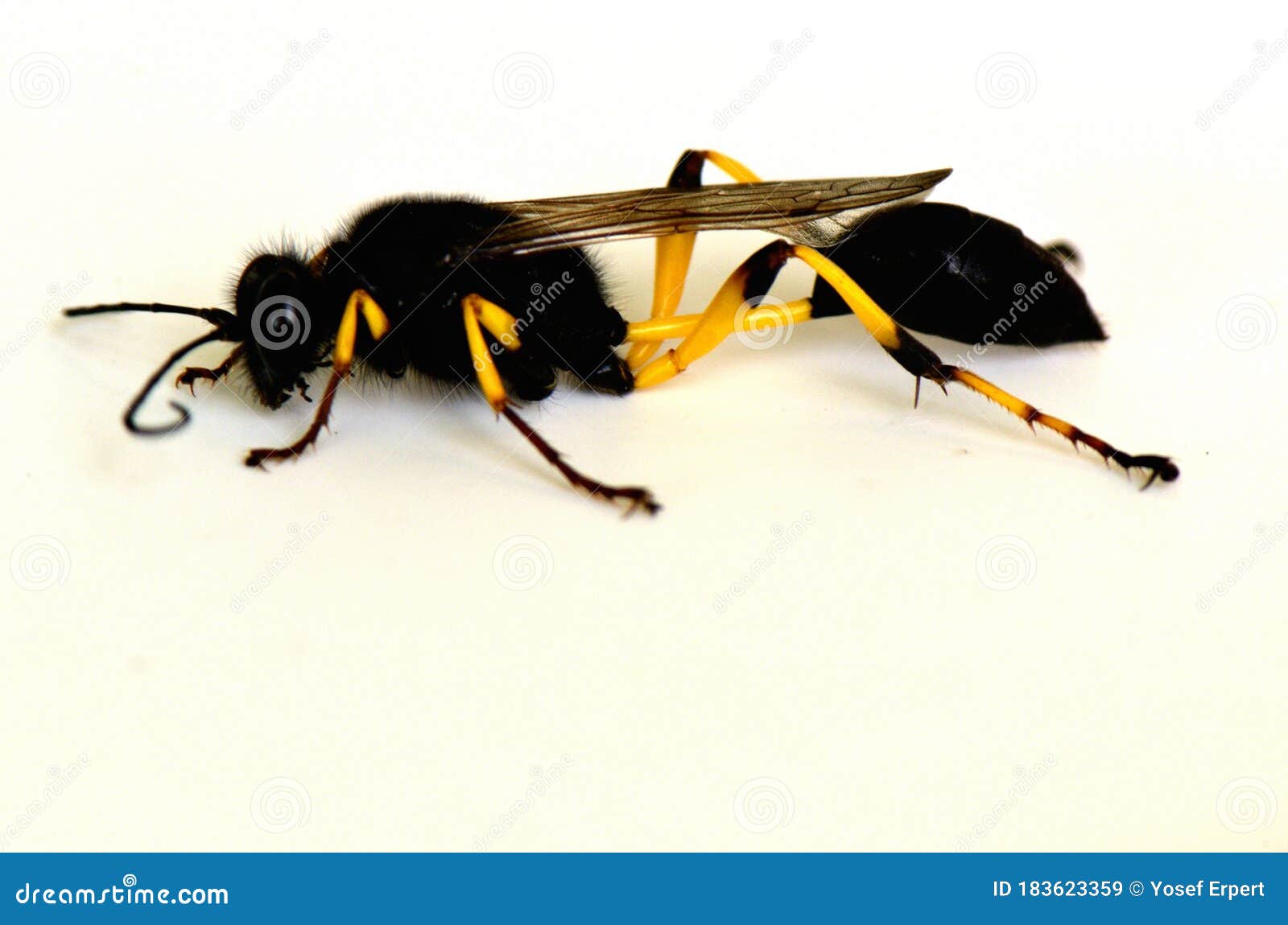 Formiga Voadora Sobre Fundo Branco Imagem de Stock - Imagem de animal ...