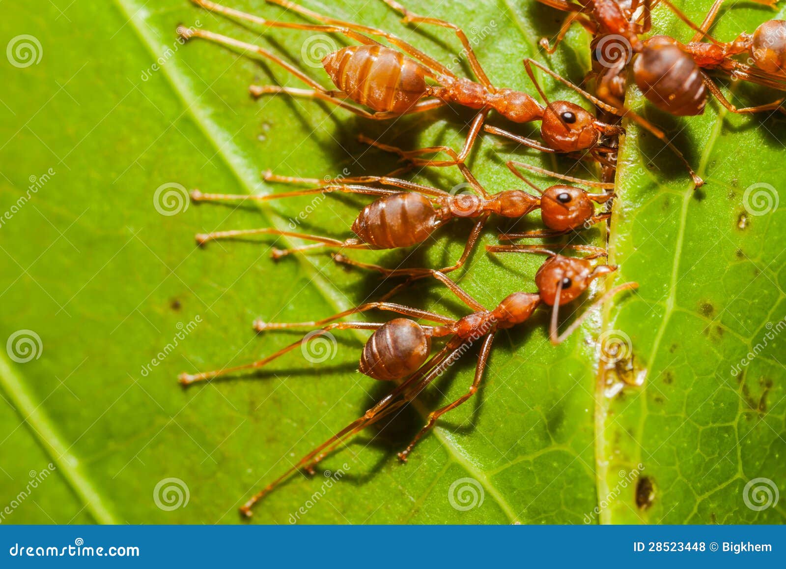 Formigas foto de stock. Imagem de tropical, inseto, formiga - 28523448