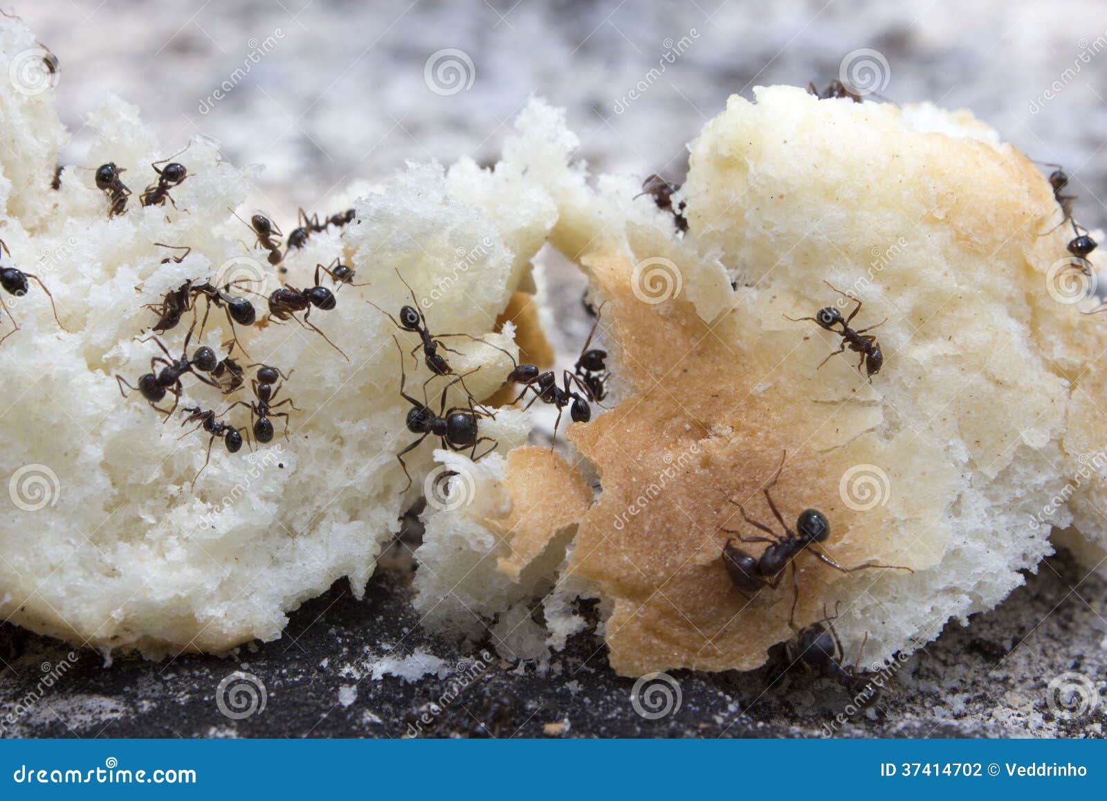 Formigas. foto de stock. Imagem de comer, equipe, alimento - 37414702