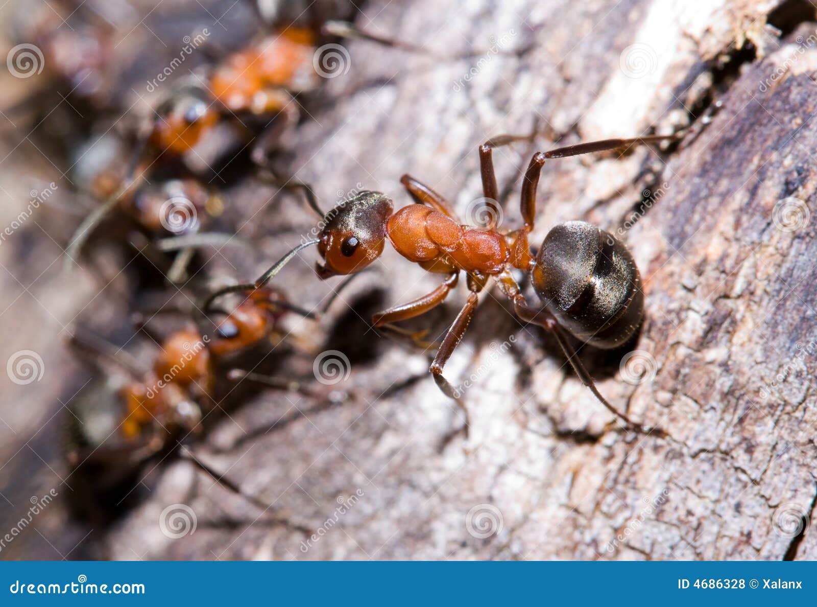Formigas foto de stock. Imagem de picada, junto, produtivo - 4686328