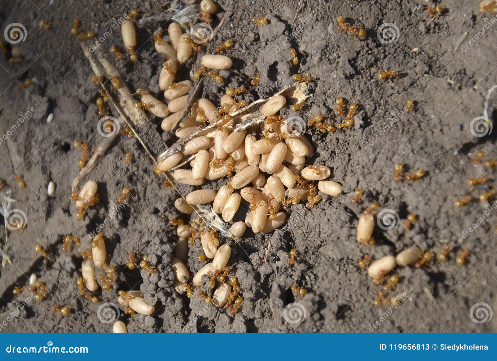 Formigas e suas larvas imagem de stock. Imagem de imagem - 119656813