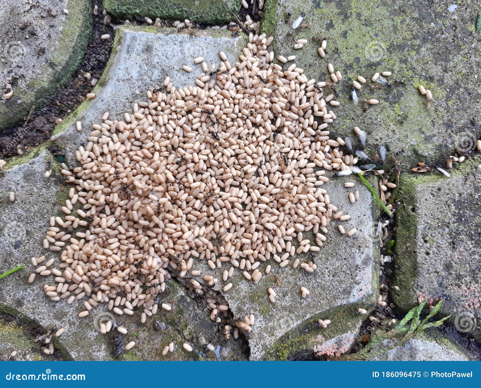 Formigas E Suas Larvas . Exterior Natural Imagem de Stock - Imagem de ...