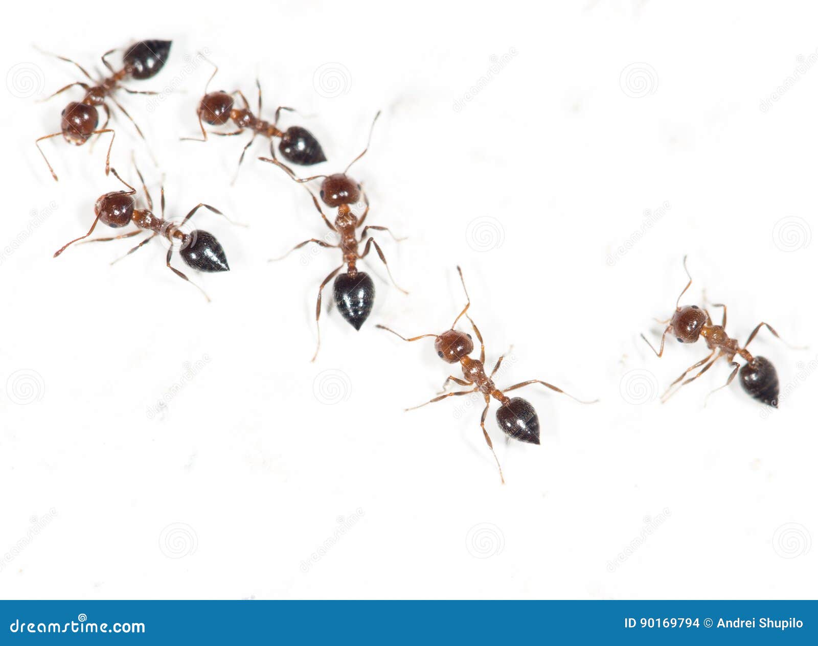 Formigas Em Uma Parede Branca Foto de Stock - Imagem de corpo, mimi ...