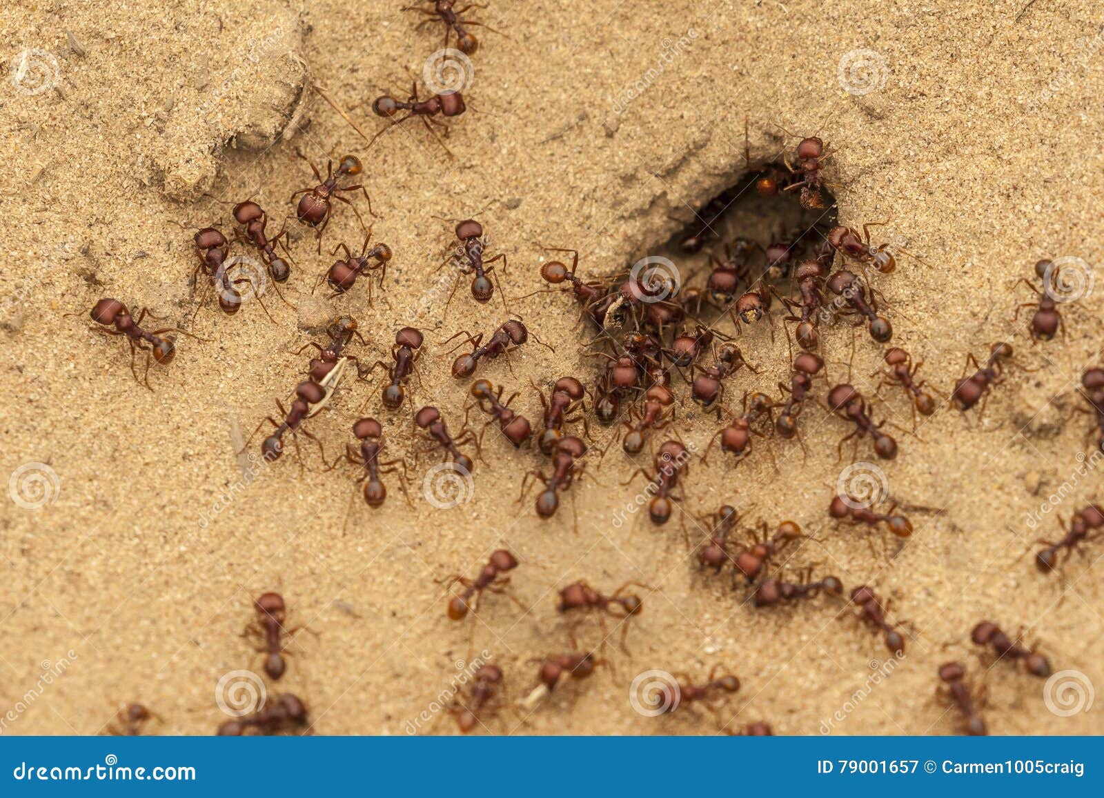 Formigas no formigueiro imagem de stock. Imagem de texas - 79001657