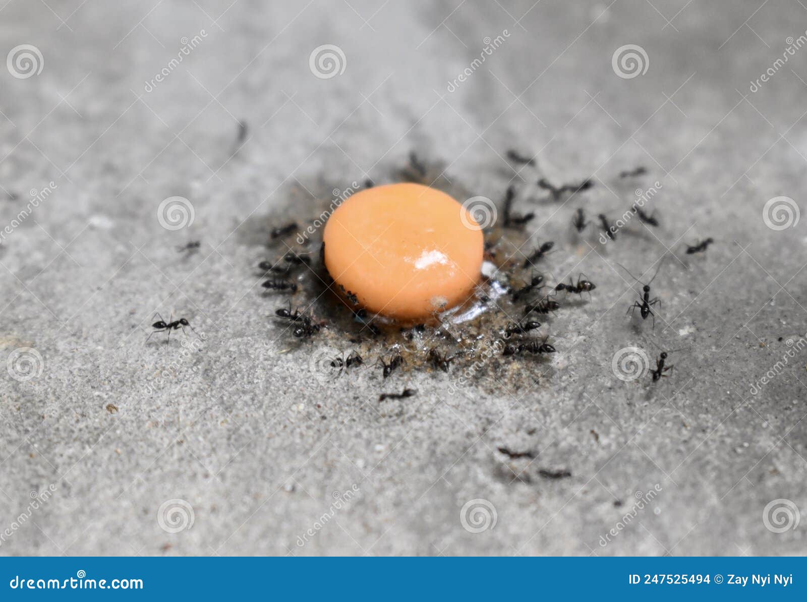 Formigas Pequenas Comendo Doces. Conceito De Trabalho Em Equipe Foto de ...