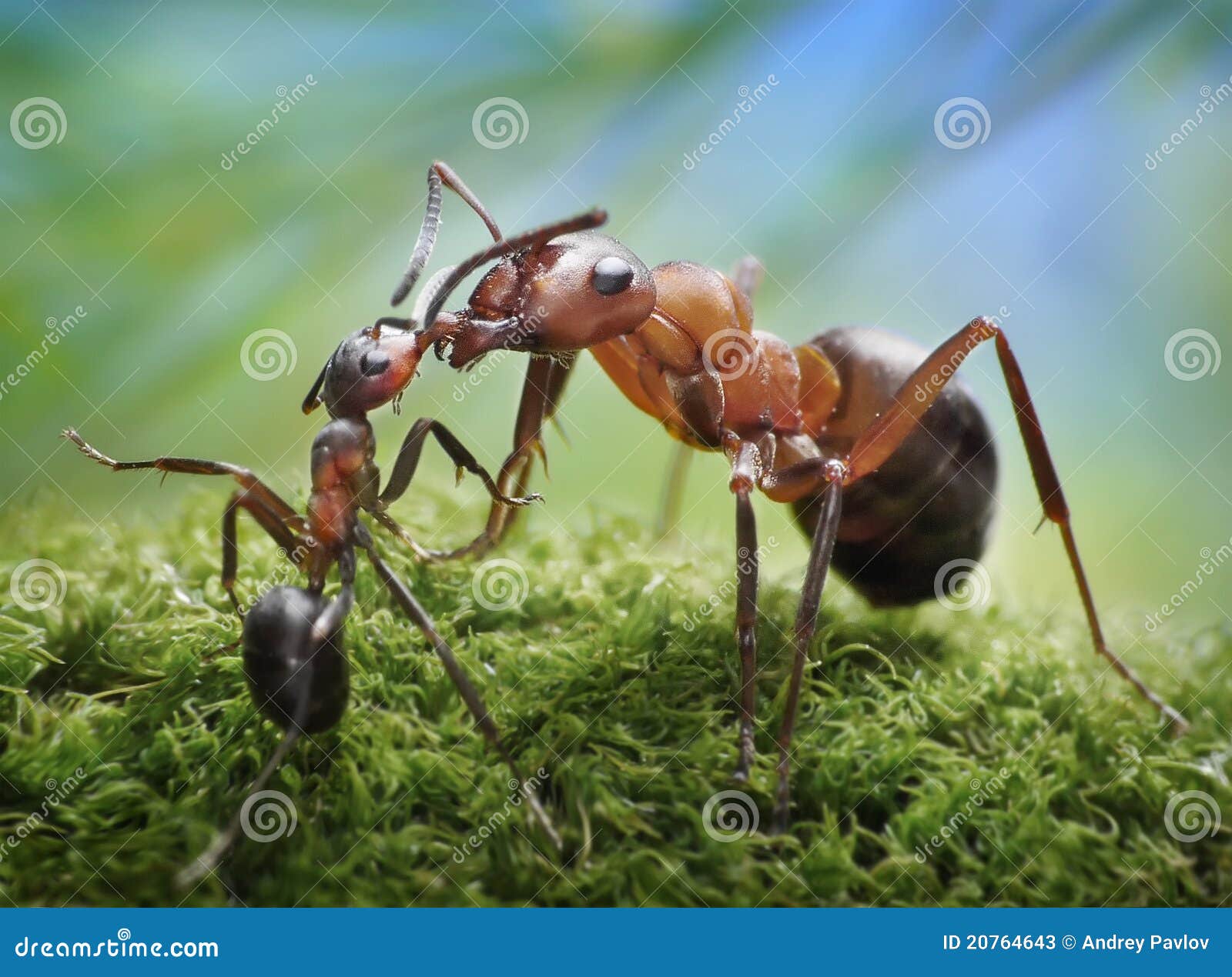 Formigas Que Alimentam, Rufa Do Formica No Cuidado Do Chid Imagem de ...
