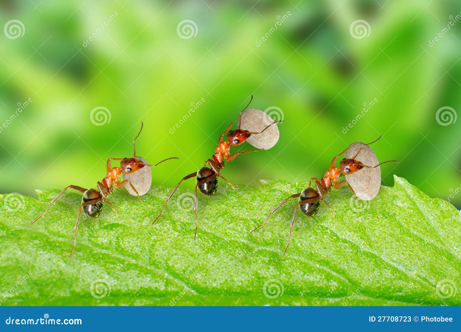 Formigas Que Carreg O Alimento Imagem de Stock - Imagem de formigueiro ...