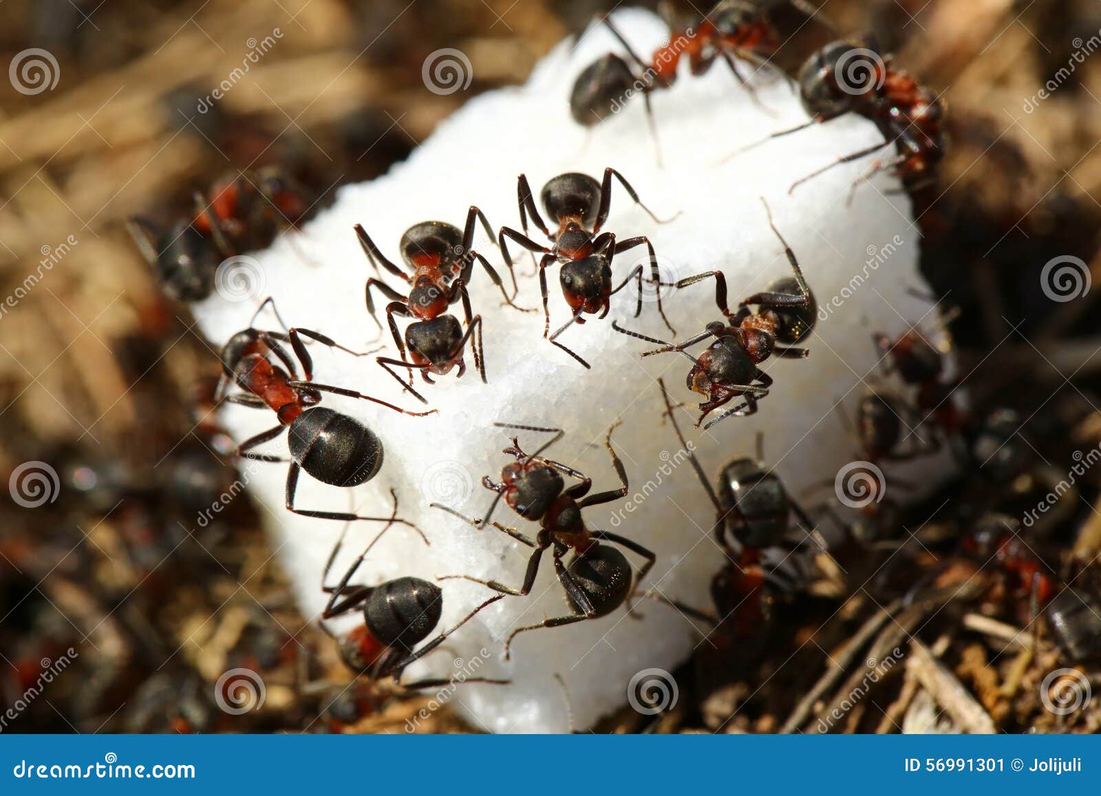 Formiga Come O Que - FDPLEARN