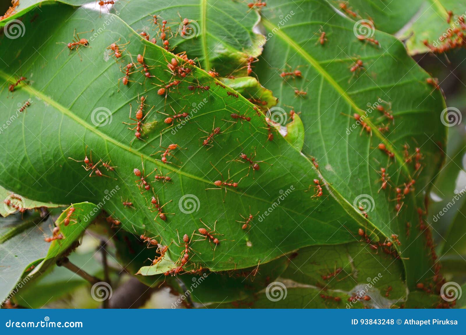 Formigas Vermelhas Do Soldado E O Ninho Foto de Stock - Imagem de ...