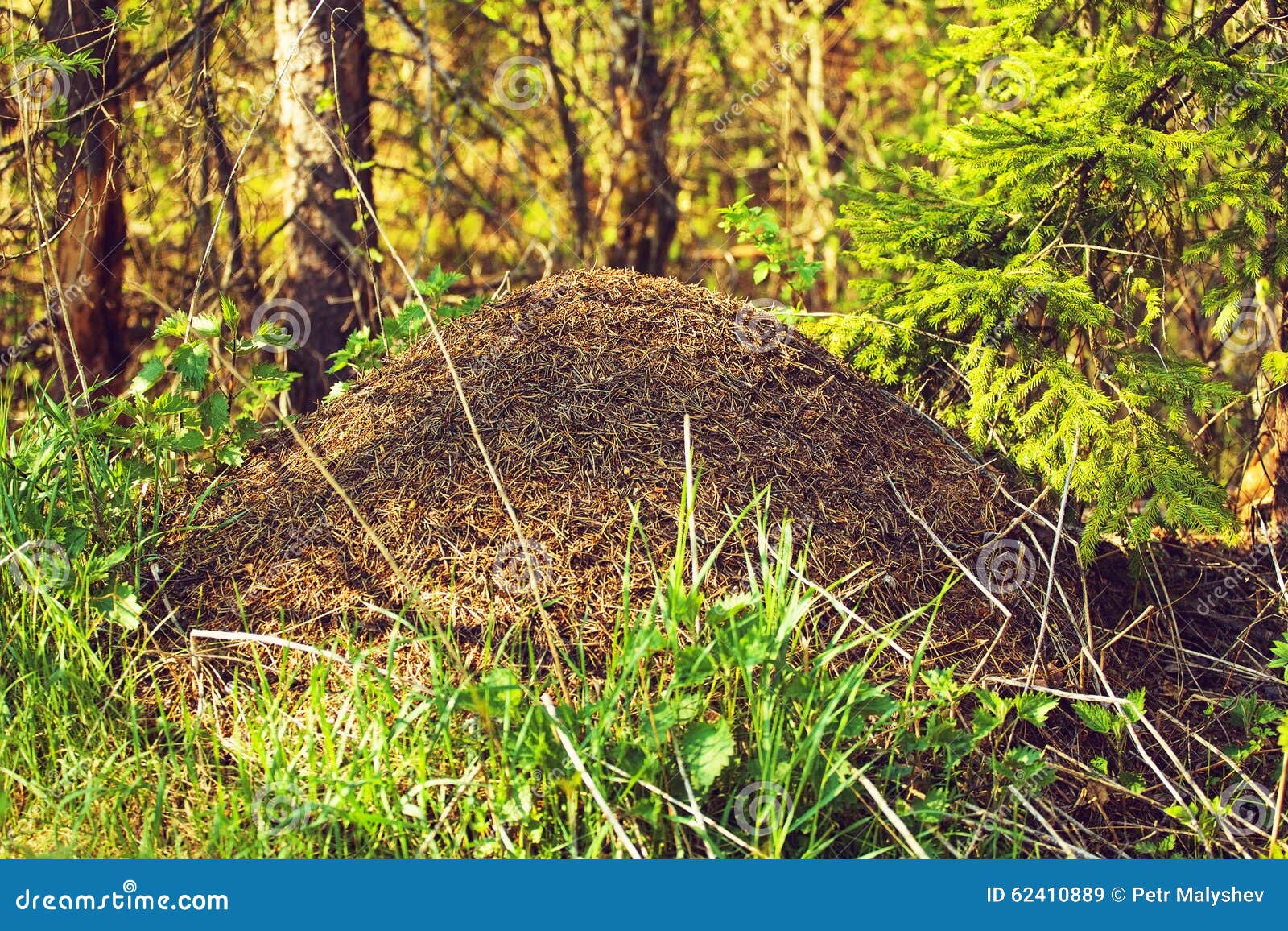 Formigueiro Grande Na Floresta Imagem de Stock - Imagem de sunlight ...