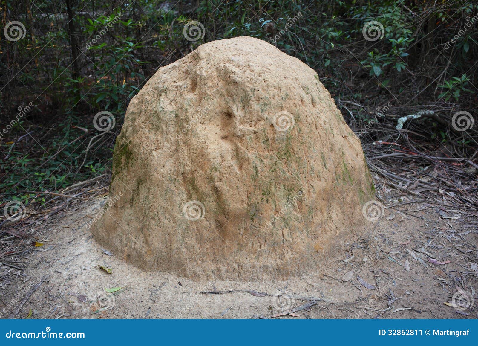 Formigueiro no bushland imagem de stock. Imagem de naughty - 32862811