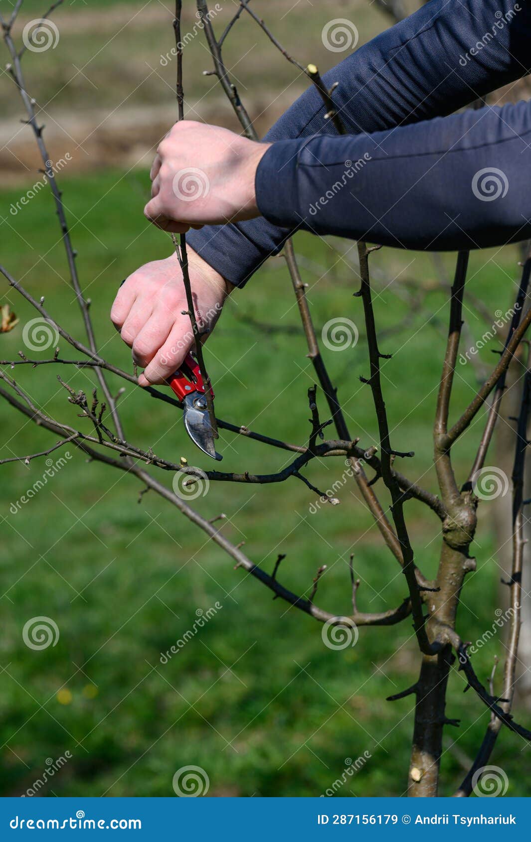 Forming the Crown of a Tree with the Help of Spring Pruning and Removal ...