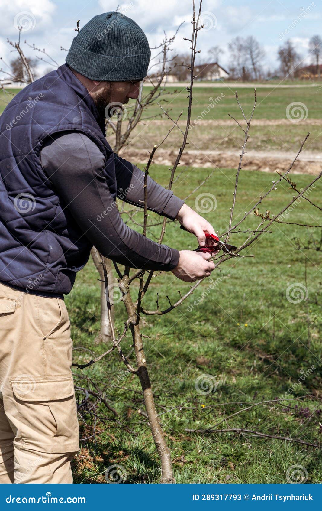 Forming the Crown of a Tree with the Help of Spring Pruning and Removal ...