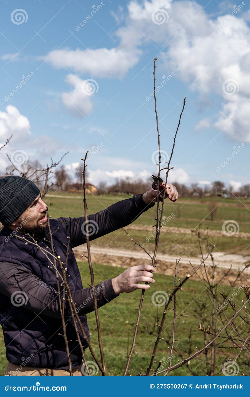 Forming the Crown of a Tree with the Help of Spring Pruning and Removal ...
