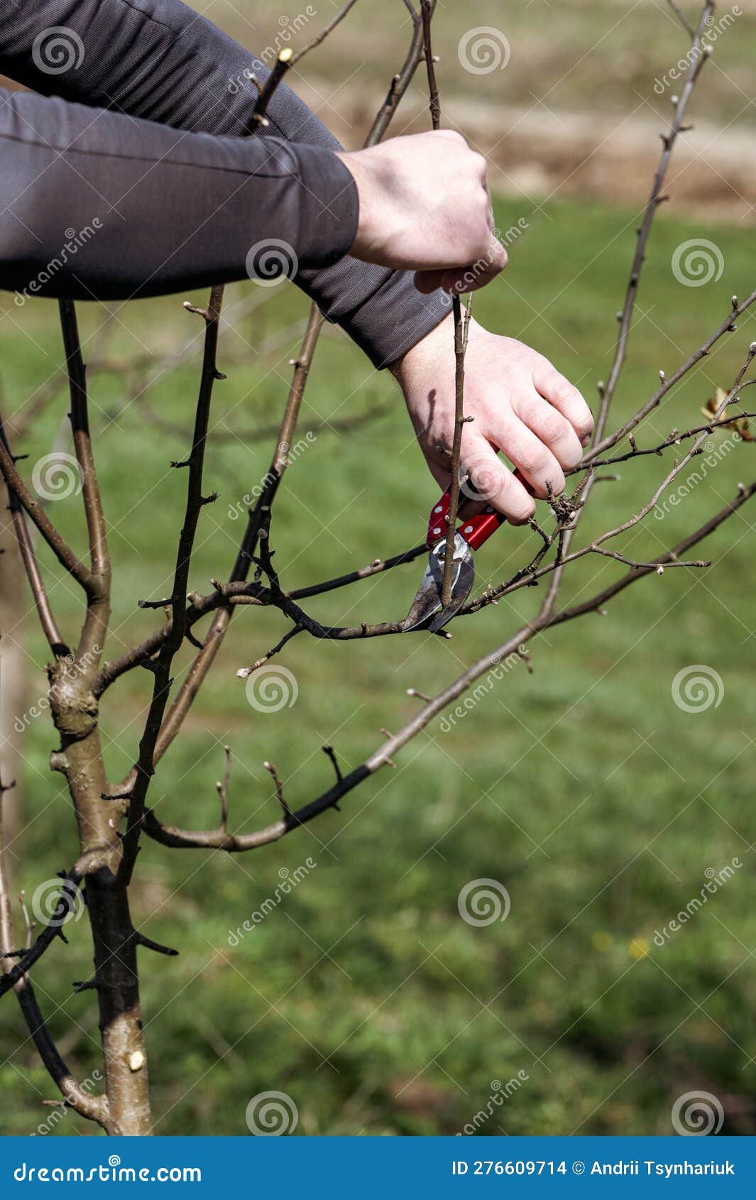 Forming the Crown of a Tree with the Help of Spring Pruning and Removal ...