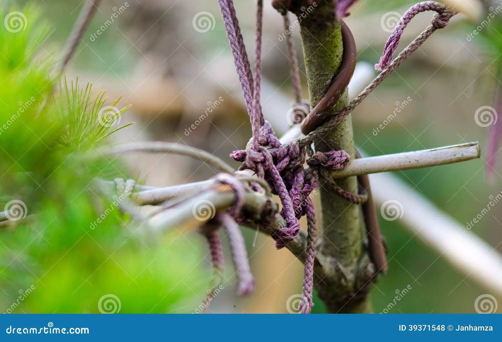 Forming Needles Bonsai Pine Tree with Wire, String and Twig Stock Photo ...