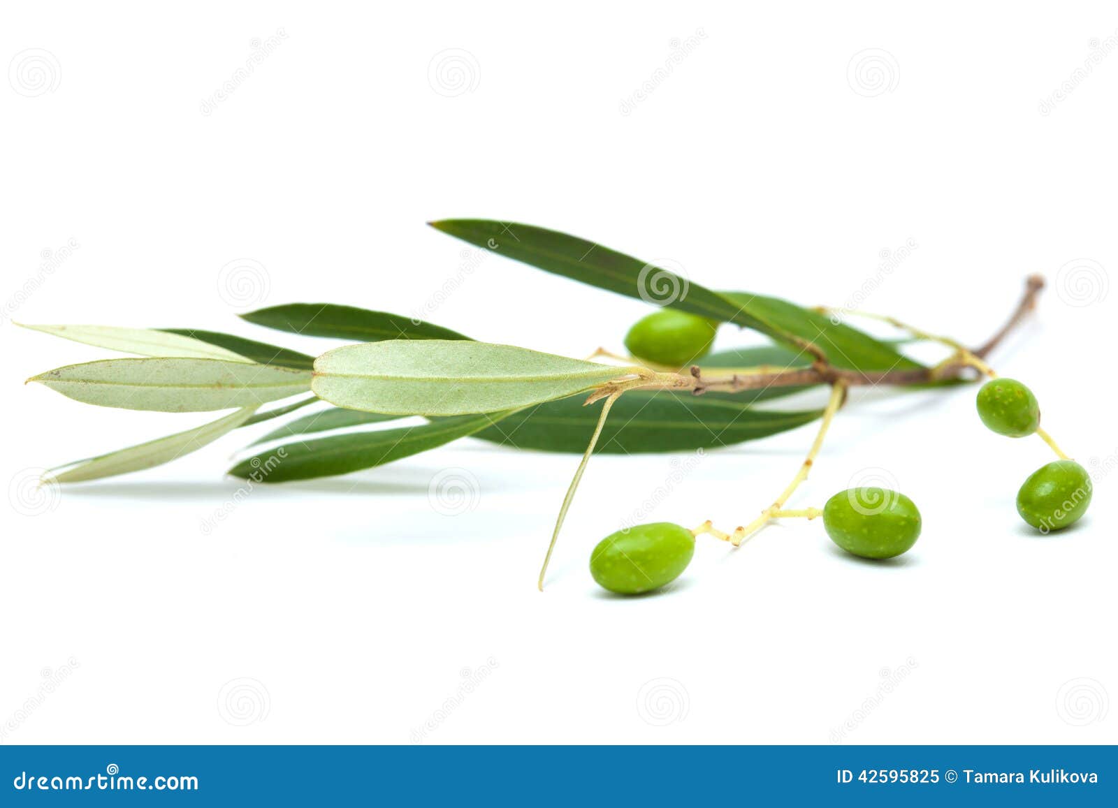 Forming olives stock image. Image of climate, cultivated - 42595825