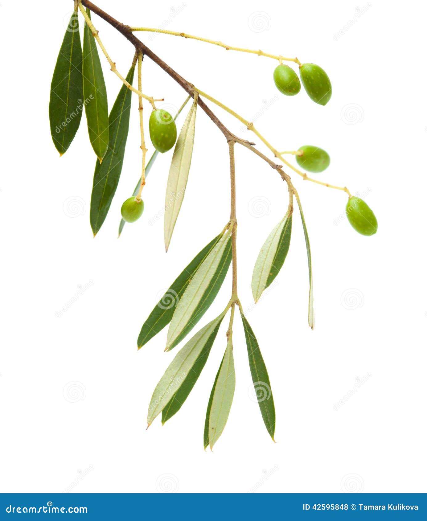 Forming olives stock photo. Image of branch, isolated - 42595848