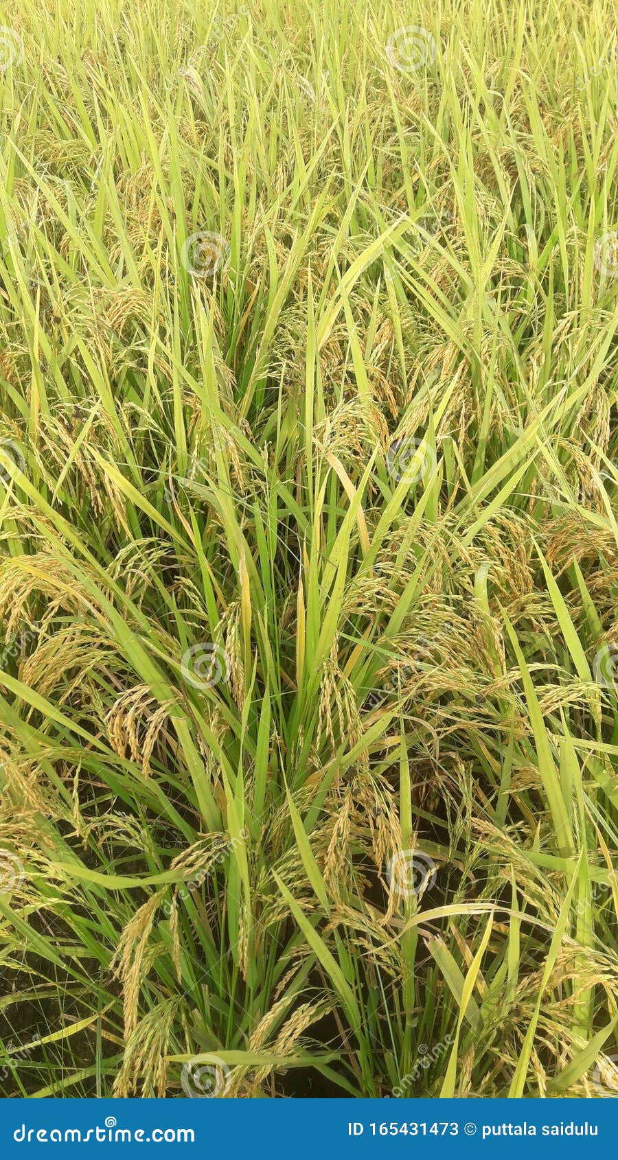 Forming rice stock image. Image of rice, forming, future - 165431473
