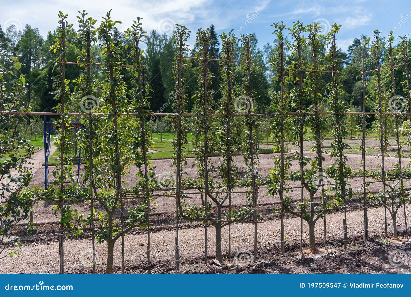 Forming a Tree Crown with a Special Grid, Growing a Beautiful Garden ...