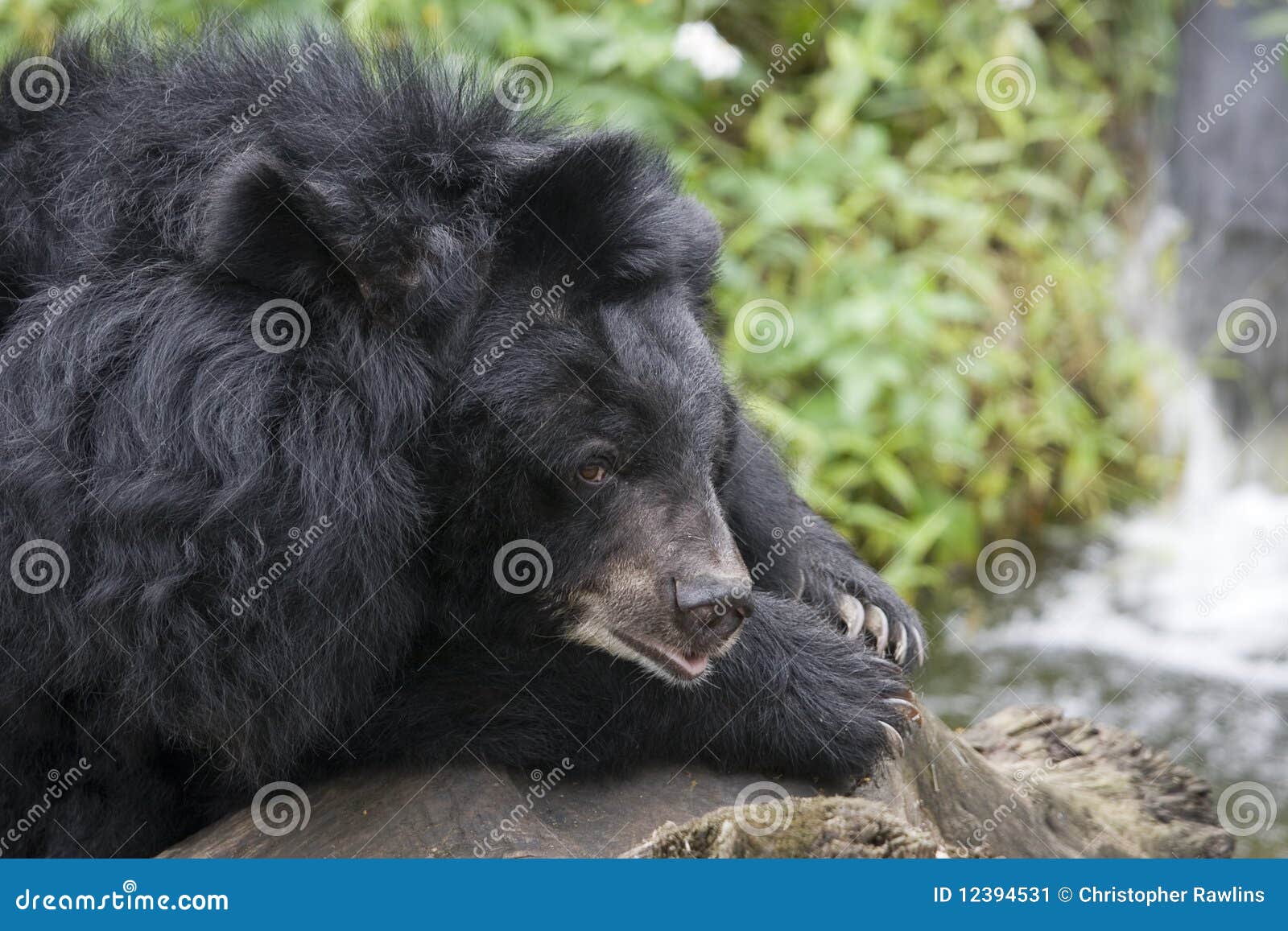 A Formosan Bear stock image. Image of wildlife, animal - 12394531