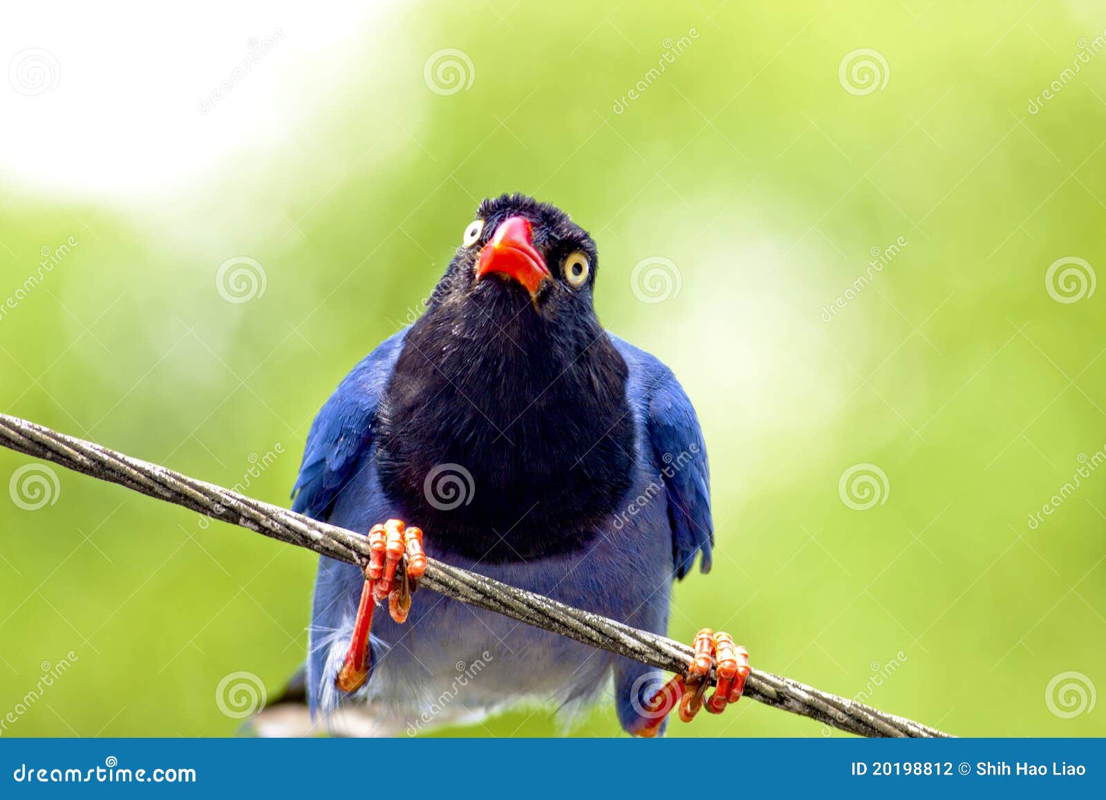 Formosan Blue Magpie stock photo. Image of hope, cute - 20198812