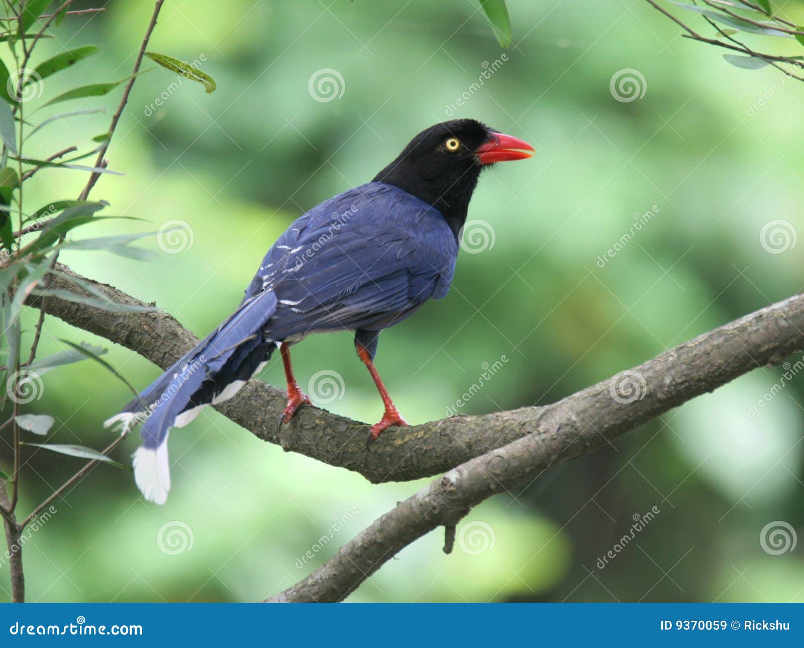 Formosan Blue Magpie stock image. Image of birdies, pose - 9370059