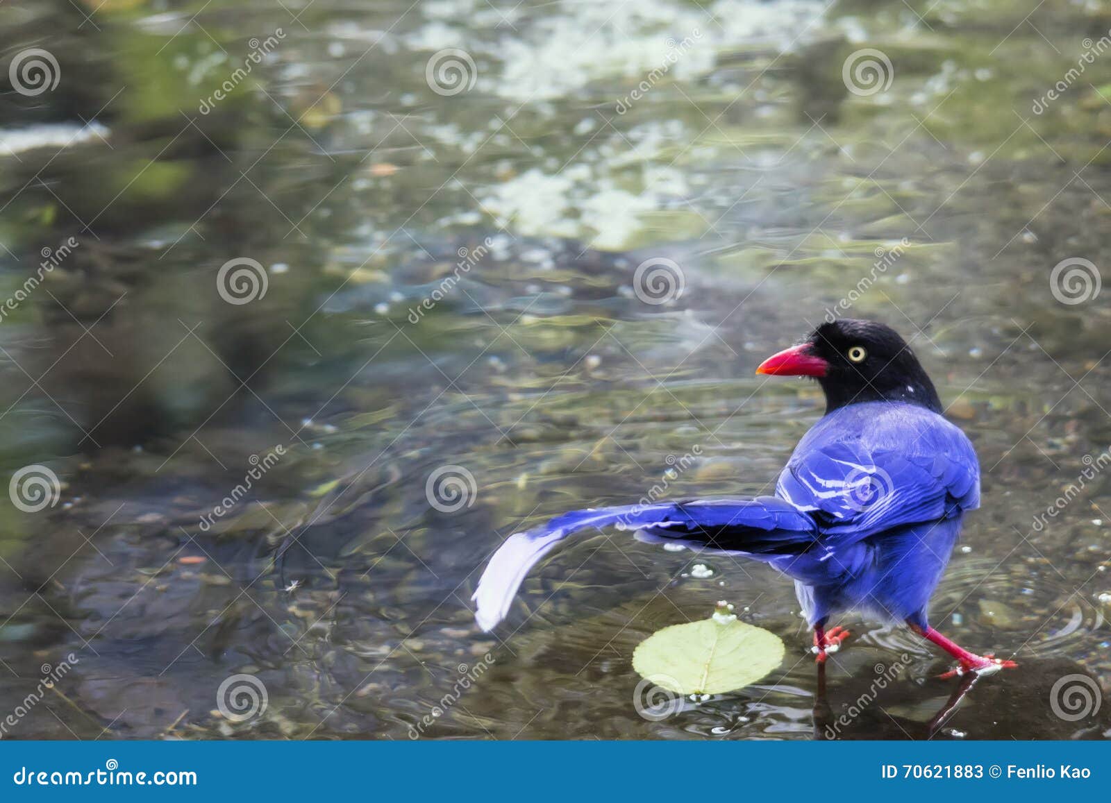 Formosan Blue Magpie stock image. Image of taiwan, relaxation - 70621883