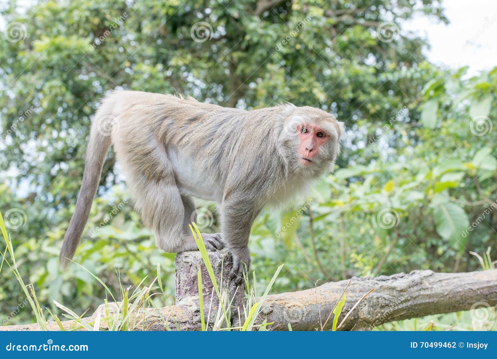 Macaques Staring In The Distance At Uluwatu Temple, Bali Stock Photo ...