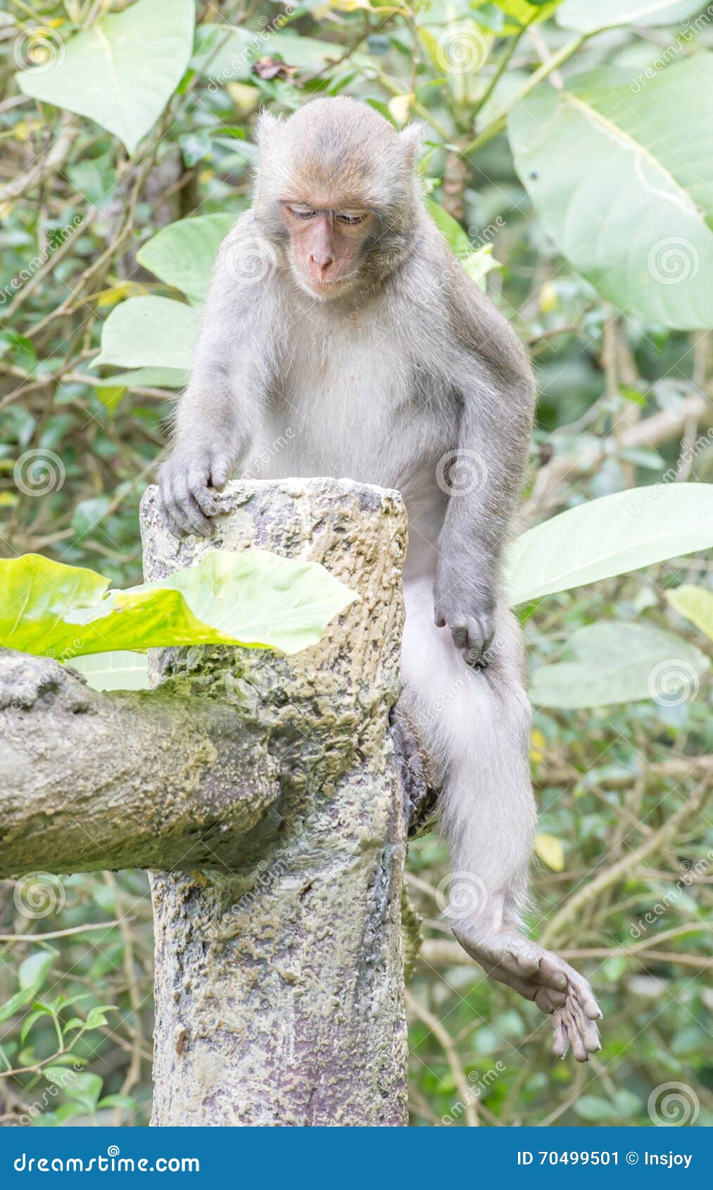 Macaques Staring In The Distance At Uluwatu Temple, Bali Stock Photo ...