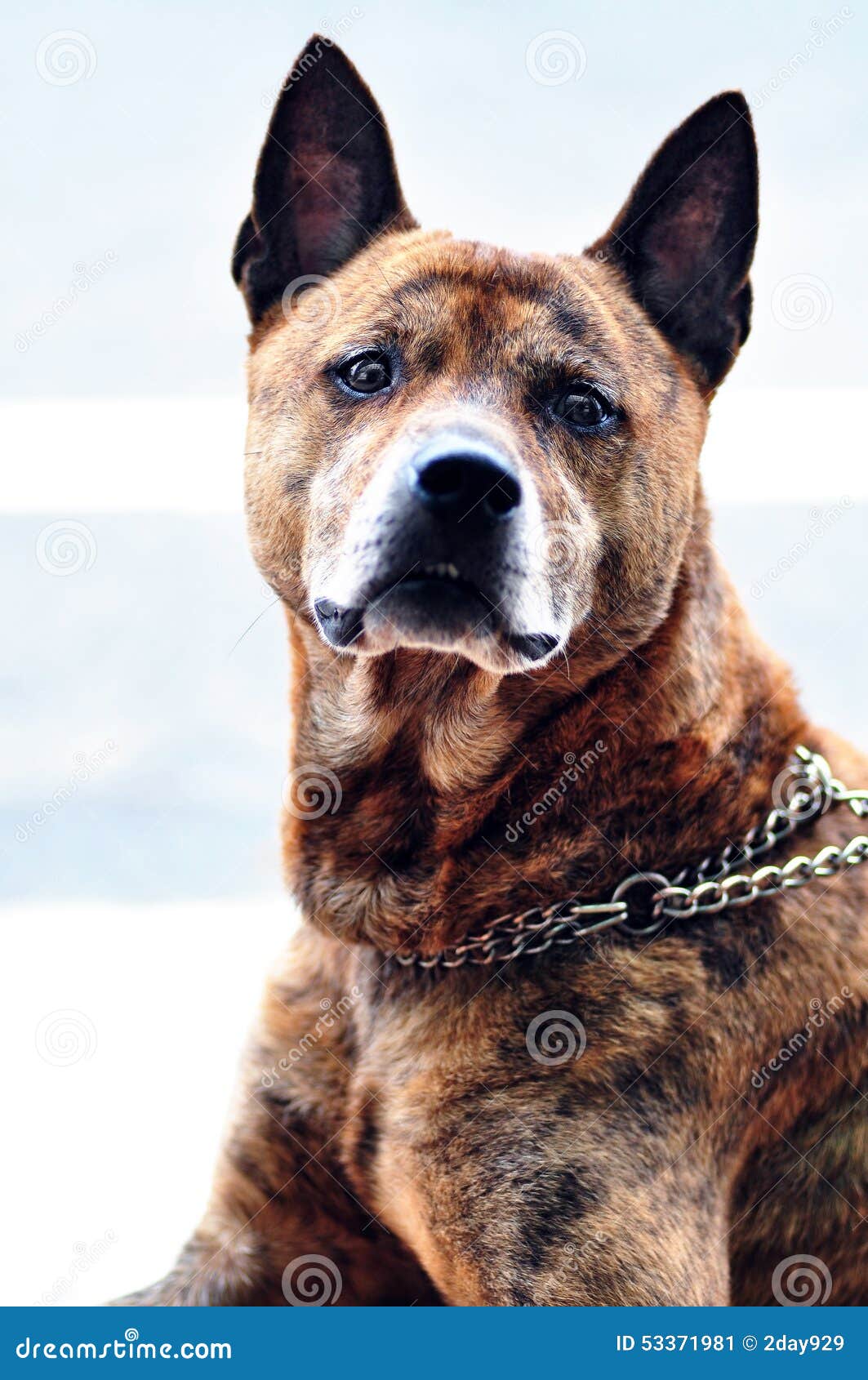 129 Taiwanese Dog Stock Photos - Free & Royalty-Free Stock Photos from ...