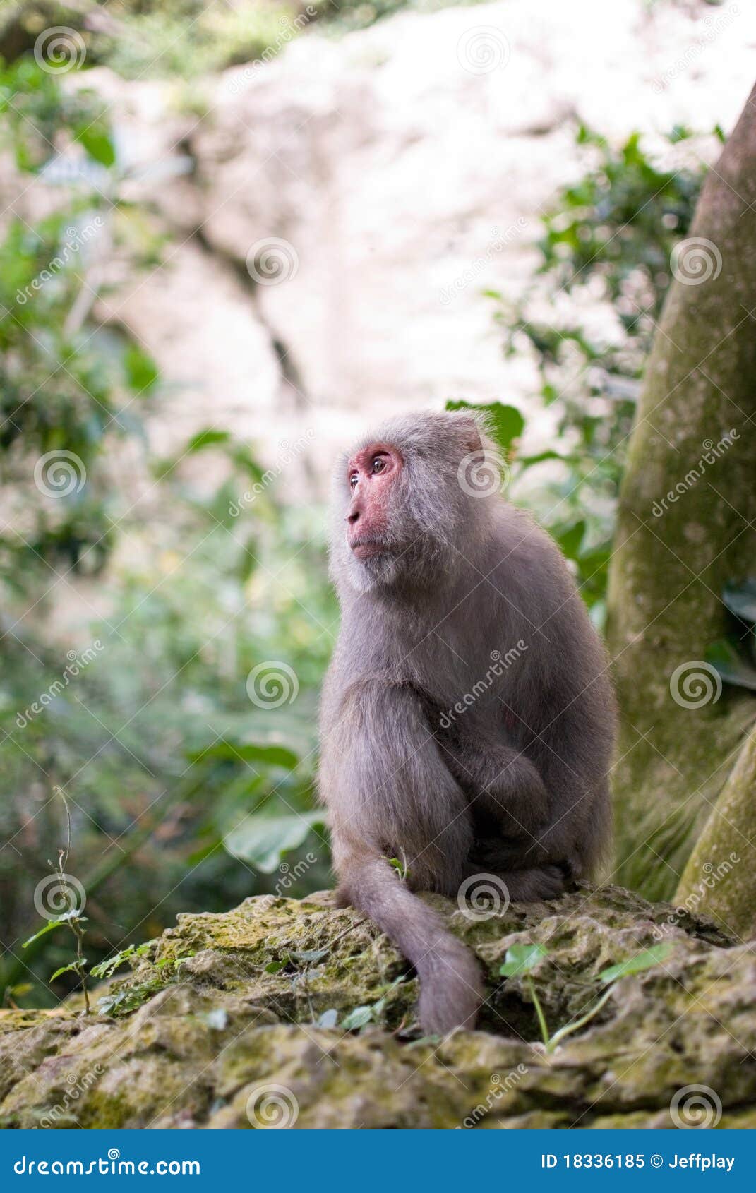 Formosan Rock Macaque stock image. Image of animal, mammal - 18336185