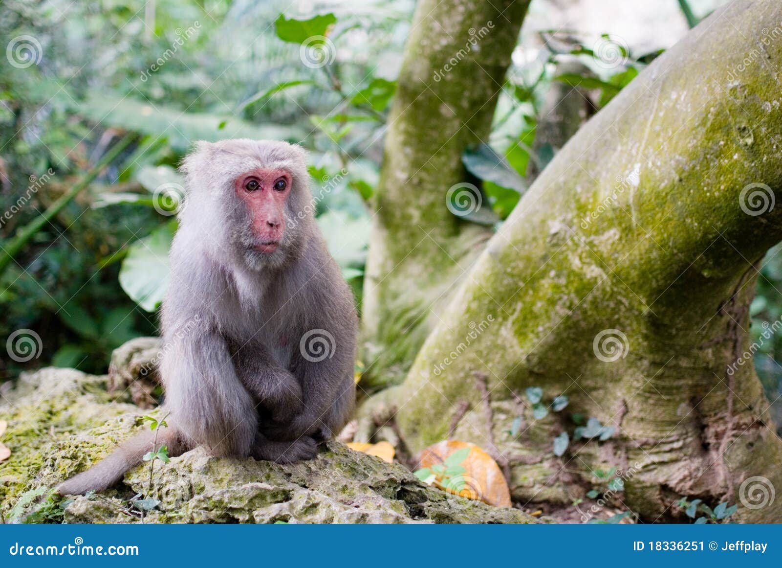 Formosan Rock Macaque stock image. Image of missing, animals - 18336251