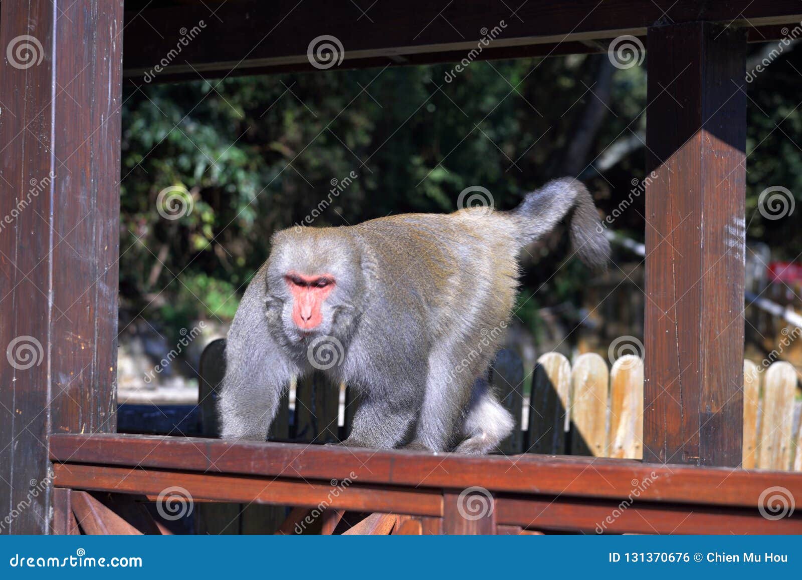 Formosan rock macaque. stock photo. Image of taiwanese - 131370676