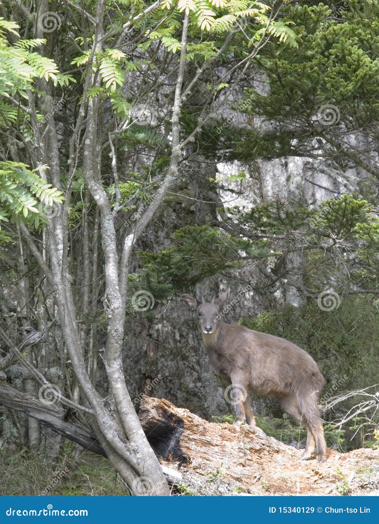 Formosan serow. stock image. Image of mountain, mammals - 15340129