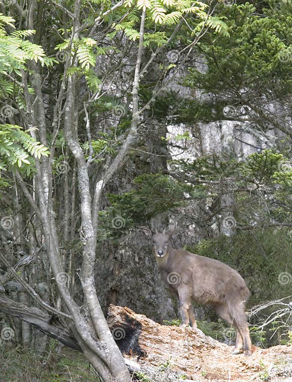 Formosan serow. stock image. Image of mountain, mammals - 15340129