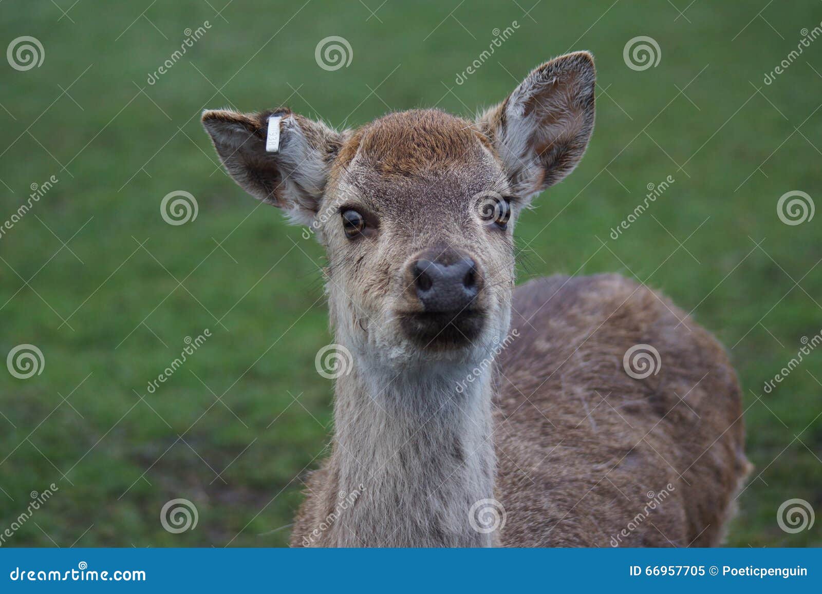 Formosan Sika Deer - Cervus Nippon Taioanus Stock Image - Image of ...
