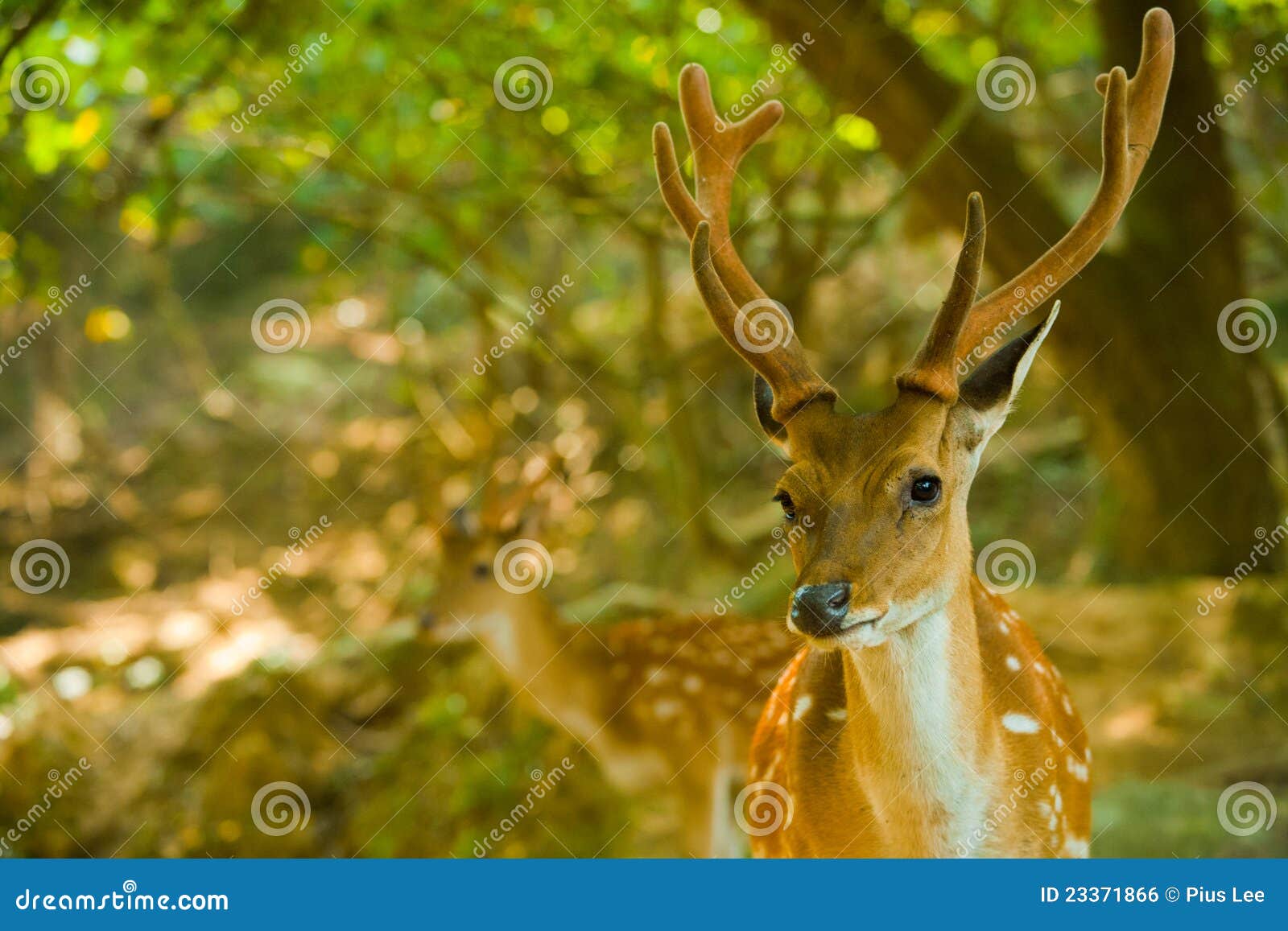 Formosan Sika Deer Forest H Stock Photo - Image of spotted, asian: 23371866