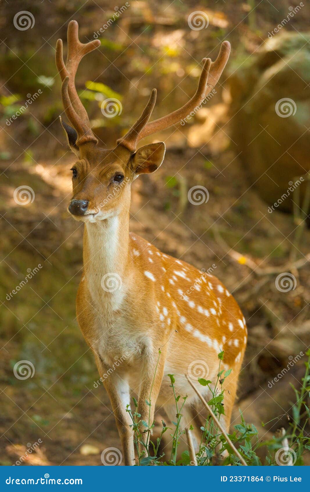 Formosan Sika Deer Forest V Stock Photo - Image of taiwan, sunny: 23371864
