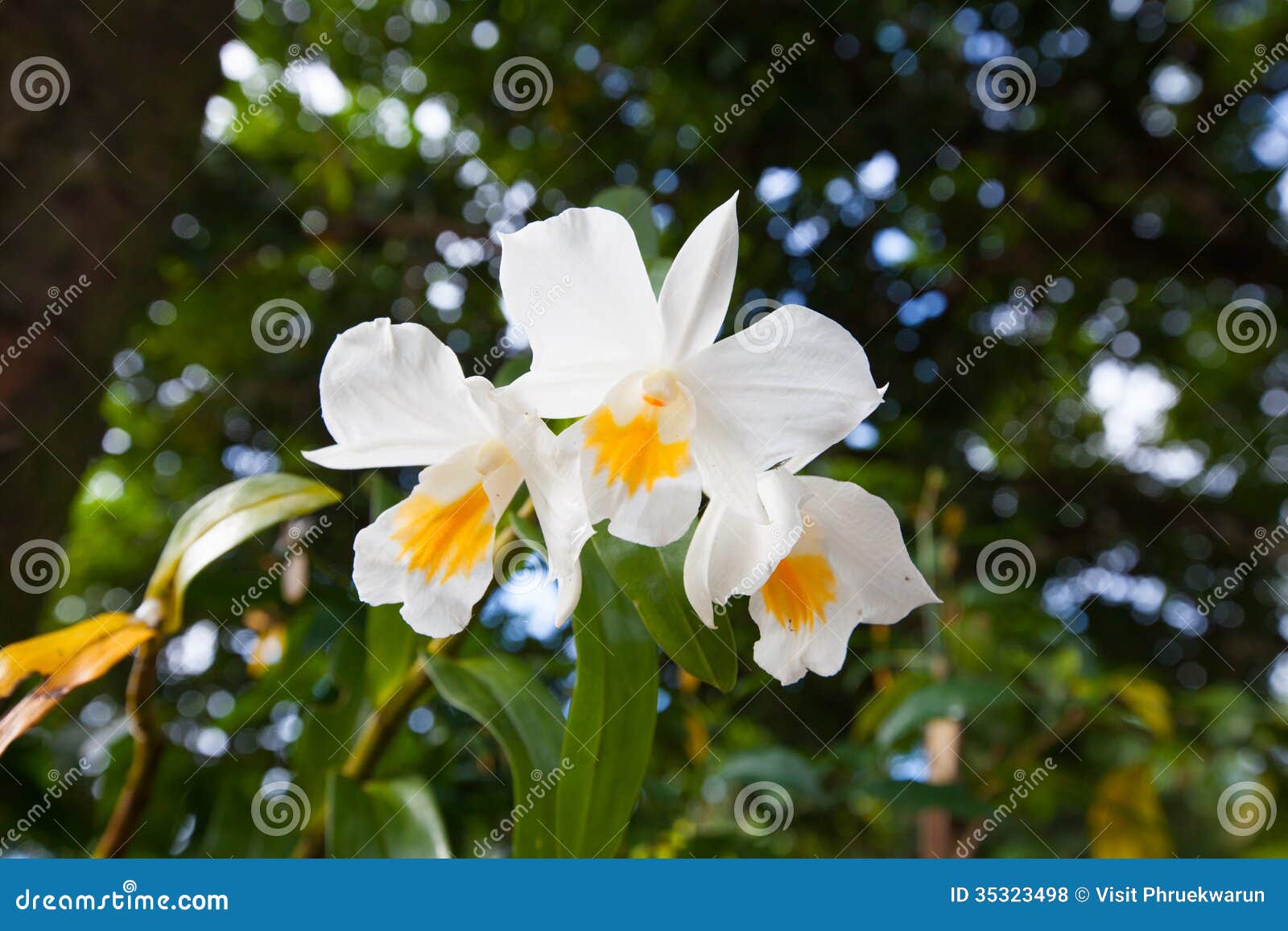 Formosum Del Dendrobium, Orchidaceae, a Sud Della Tailandia Fotografia ...