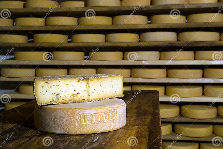 Forms of cheese ripening stock photo. Image of traditional - 22262768