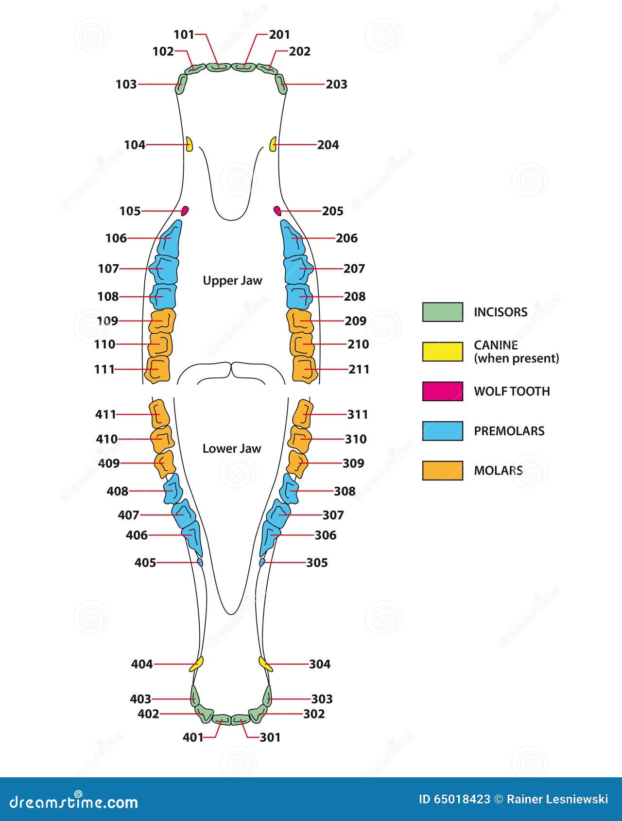 Formule Dentaire De Dents De Cheval Illustration de Vecteur ...
